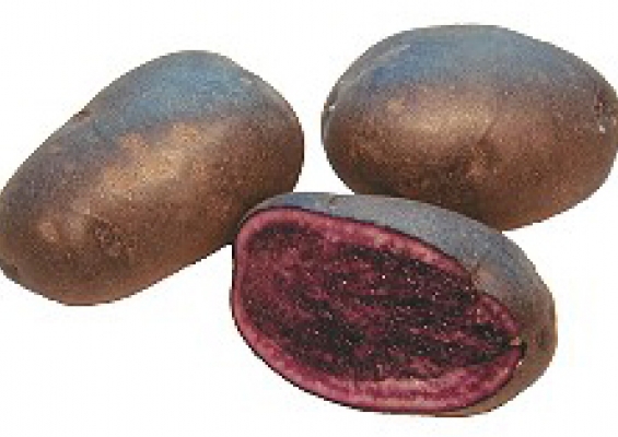 Congo Blue - Gastrovia Turismo e Gastronomia