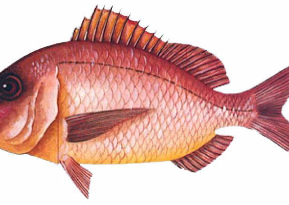 Pargo - Gastrovia Turismo e Gastronomia