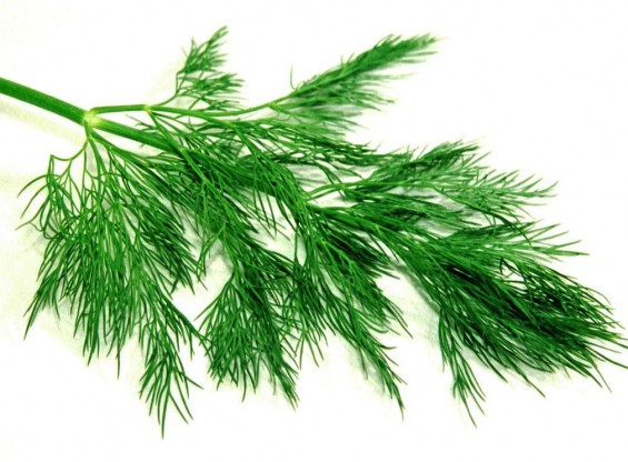 Endro - Gastrovia Turismo e Gastronomia